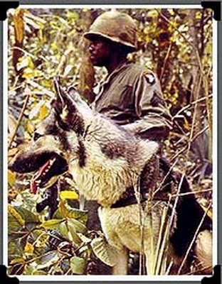 Memoirs From Nam: Scouts, Dogs, and Booby Traps