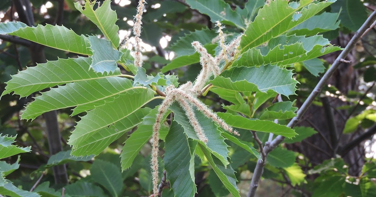 Blog del Màrius Domingo, Ca la Gallineta: Flors de castanyer.