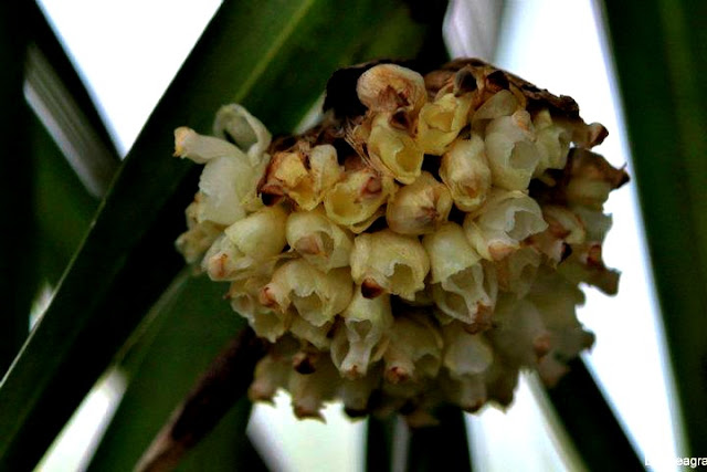 Wild orchids in sumatra: Agrostophyllum lampongense J.J.Sm., 1928