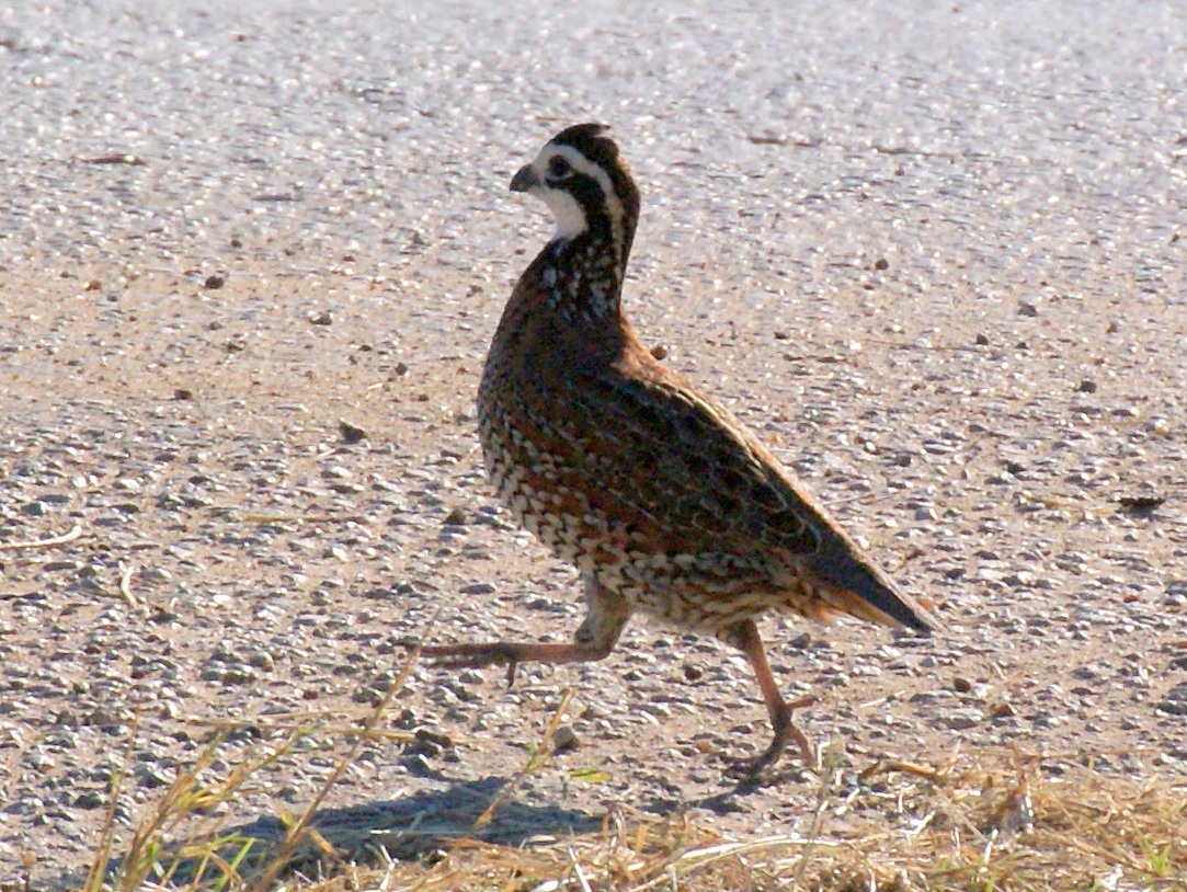 SE Texas Birding & Wildlife Watching: Prairie Birds