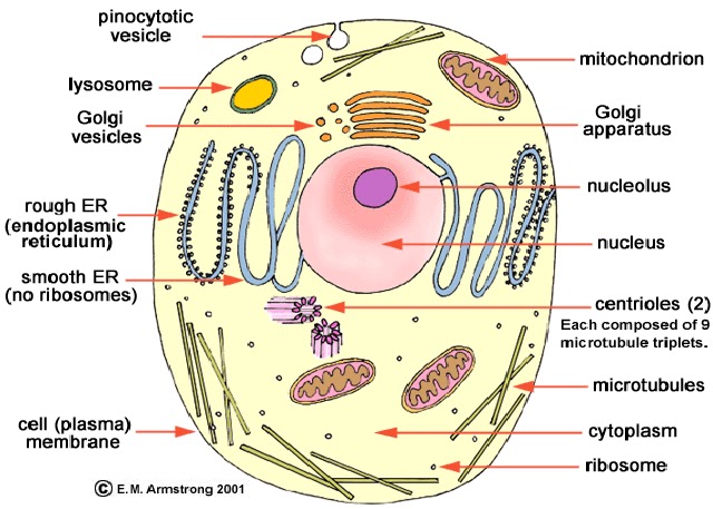 CBSE PHYSICS: Cell A Fundamental Unit of Life Notes for classs 8