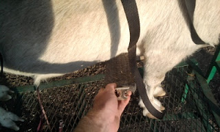 Sierra Pack Goats Blog: How to Saddle a Goat