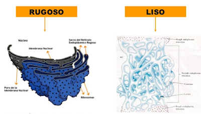 UNIDAD BÁSICA DE LOS SERES VIVOS : ORGANULOS CELULARES