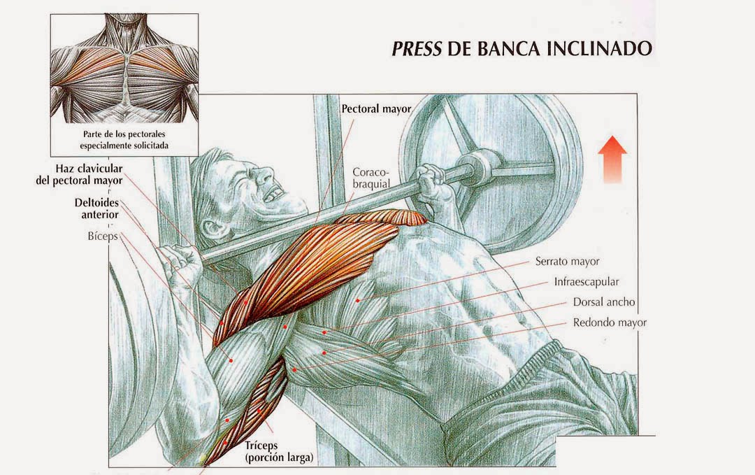 EJERCICIOS ~ Fitness y entrenamiento