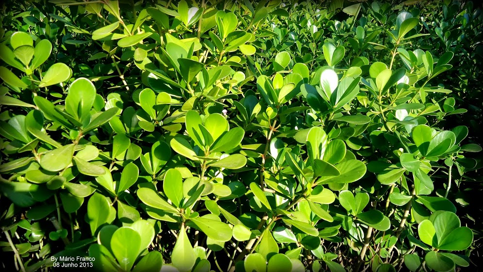 CLÚSIA - ( Clusia fluminensis ) - Meu Cantinho Verde