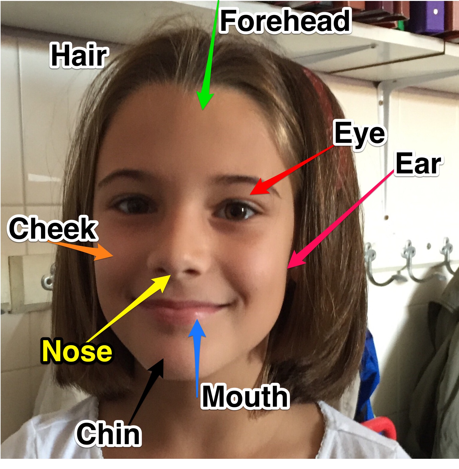 Science 3º Primaria Pedro I: Parts of the face