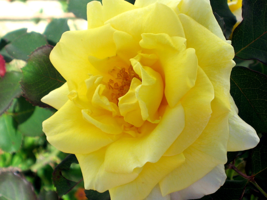 The beauty of a single yellow rose...