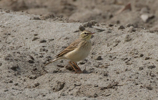 C.R.O.S. Varenna: Calandro