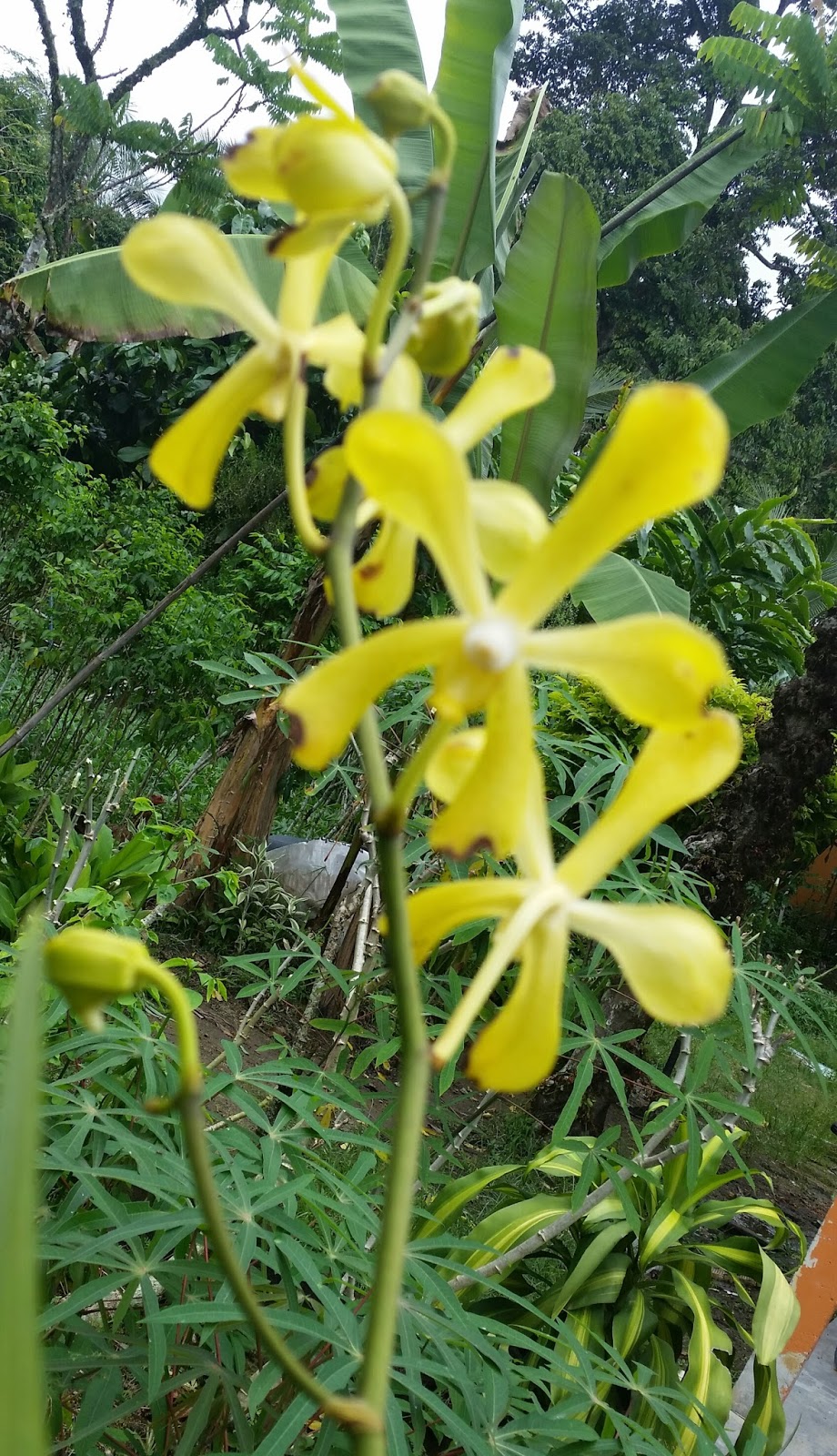 Warisan Petani: Tanaman Orkid 1