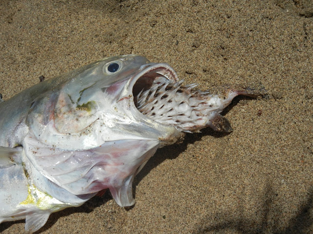 The Life of Bon: What we did in class this week + Some ugly fish