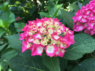 Springwood Gardens' Southwestern PA Gardening: New Hydrangeas Lime ...