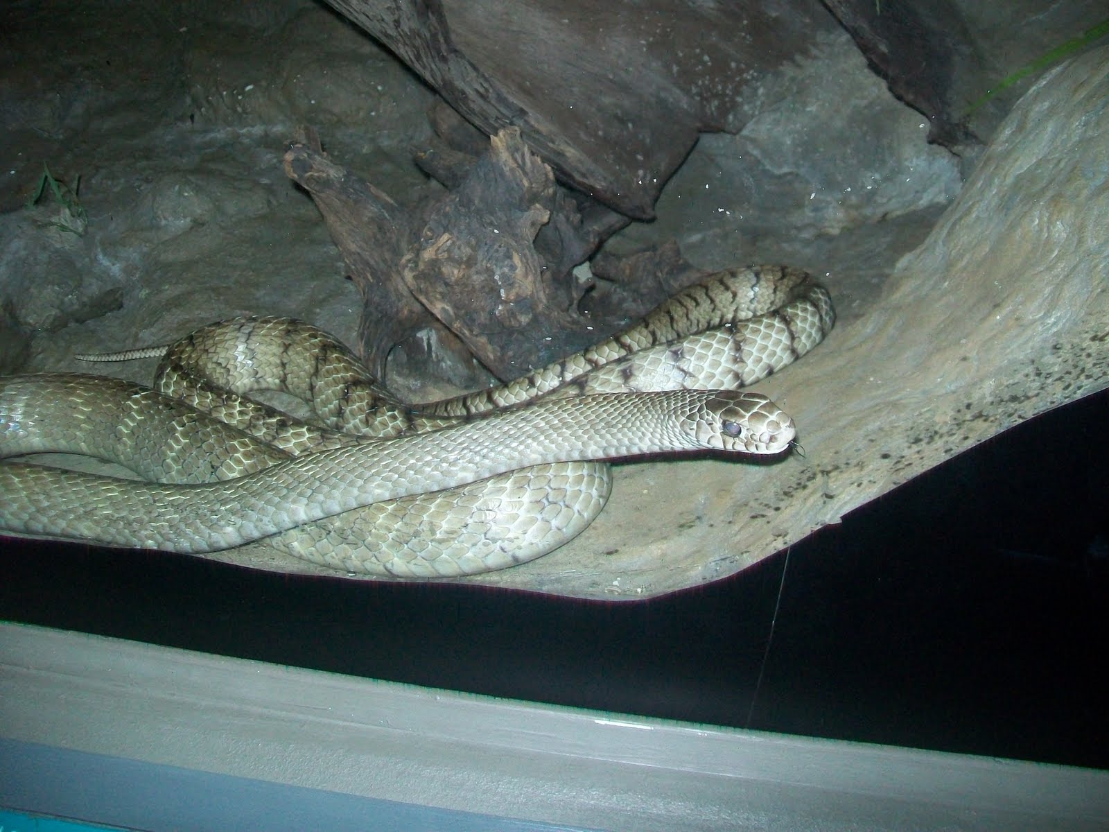 Soju Diaries: Snakes and Other Animals (Last Day in Bangkok)