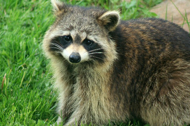 Raccoon Lovers Want You