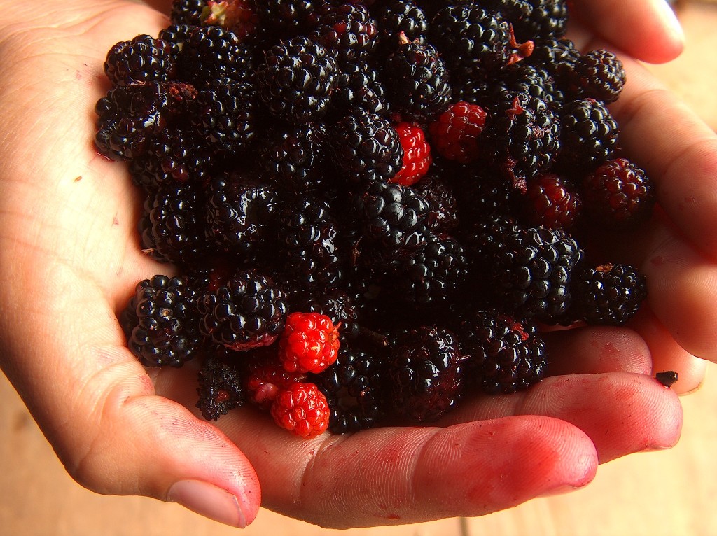 Moras
