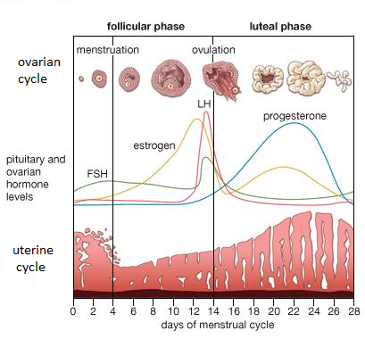 #122 Hormonal communication | Biology Notes for A level