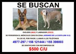 Clínica Veterinaria Galileo : Perros perdidos: la importancia de los ...