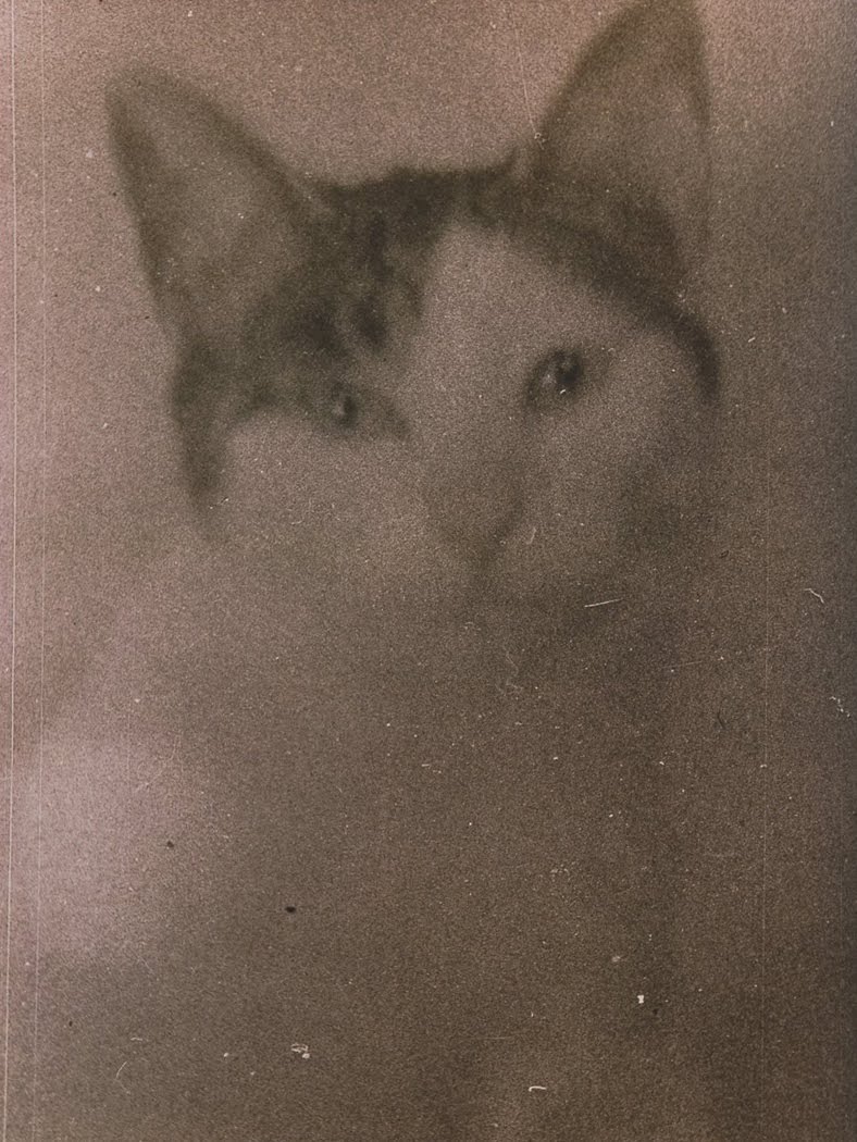 Something Between Want and Desire: All the Cat Photographs in Mark ...