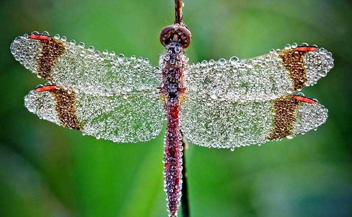 Koleksi Gambar Capung Terindah yang harus Kamu Lihat! | GambarBinatang.Com