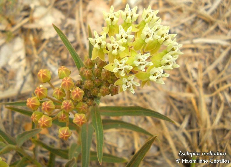 Argentina nativa: Yerba de la víbora (Asclepias mellodora)