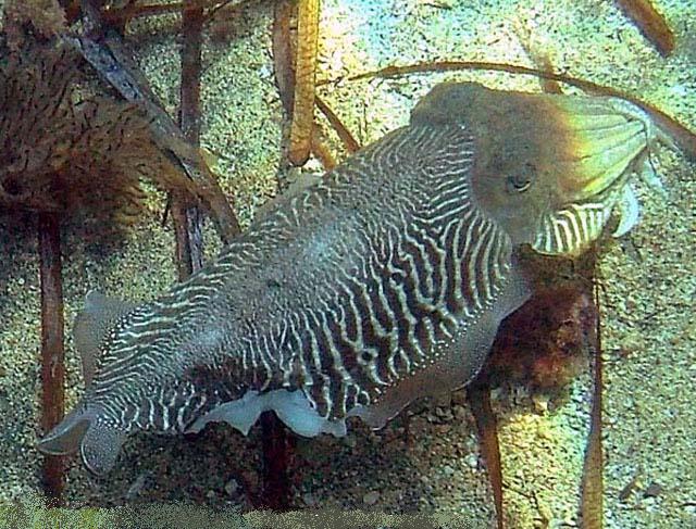 Artes de Pesca: VAMOS A PESCAR CHOCO - SEPIA O JIBIA + LA POTA VOLADORA