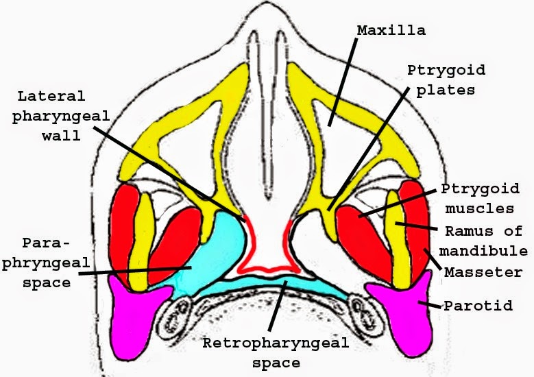 Pharyngeal Spaces