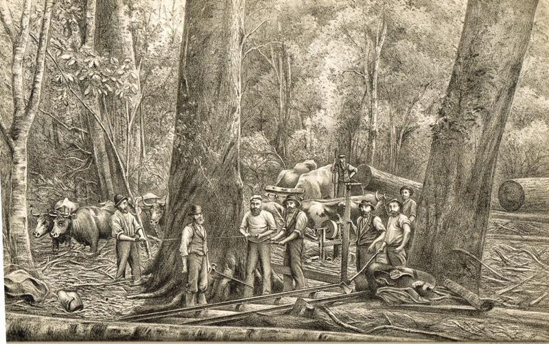 Part of the Past NZ History: Language of Timber Industry early NZ