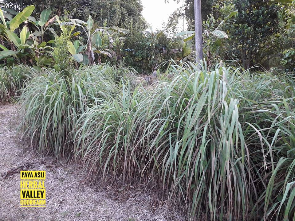 QudRiFaRm: BEKALAN SERAI WANGI