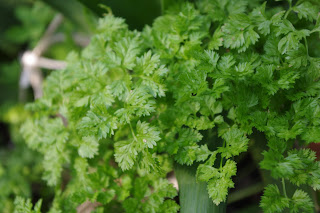 Trzy posiłki dziennie: Labraks z grilla z sosem vierge