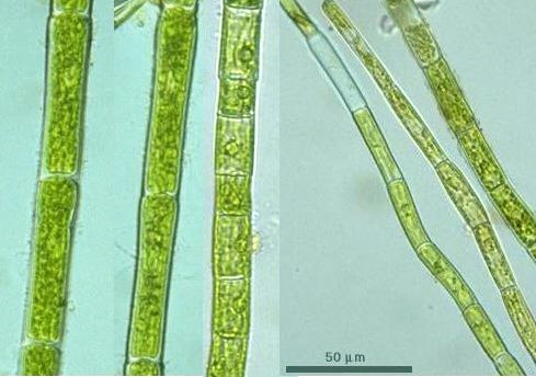 bambang wahyudi: CHLOROPHYTA (CHLOROPHYCEAE) GREEN ALGAE