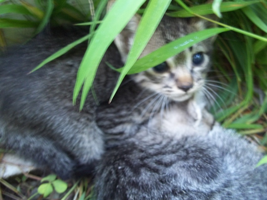 Garden of Words: Garong cats