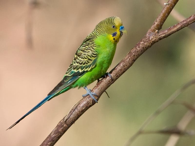 Tierra de papagayos, loros, cacatuas, pericos, cotorras y guacamayos ...