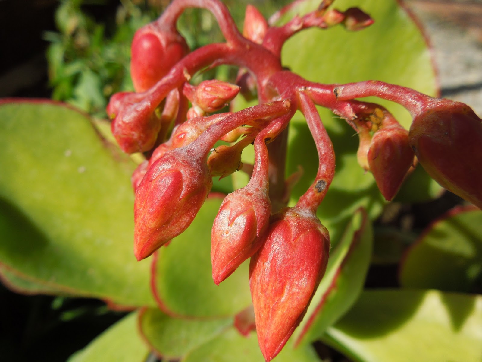 Flores de COTILEDON - BOTÀNIC SERRAT