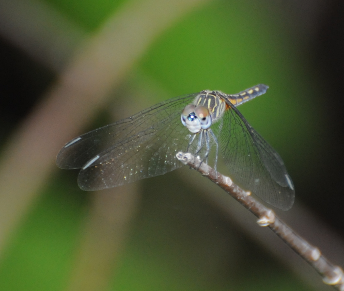 A Wandering Naturalist: Florida: Some Florida Dragonflies