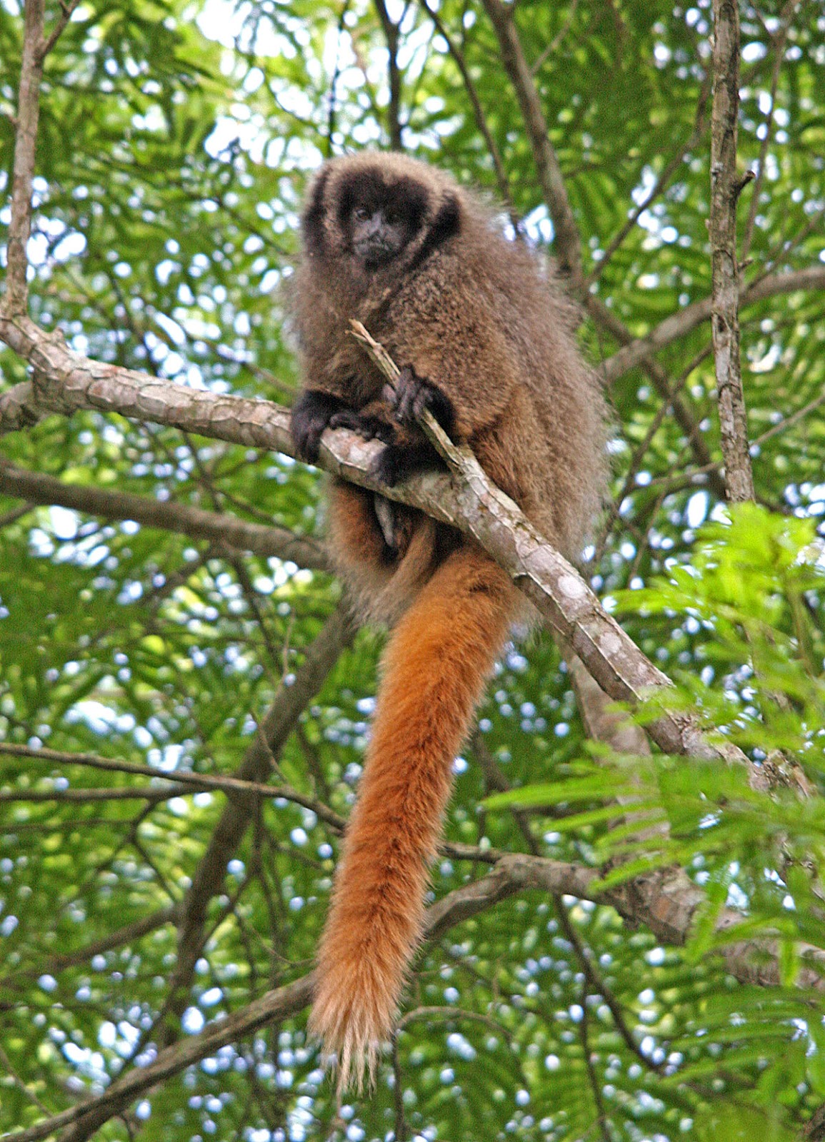 GW Human Evolutionary Genetics : Phylogeny, molecular dating and ...