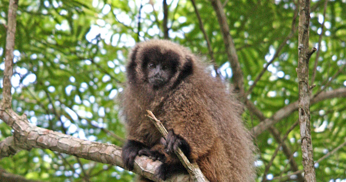 GW Human Evolutionary Genetics : Phylogeny, molecular dating and ...