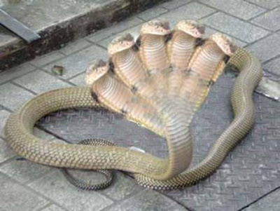 Five Head Snakes Images