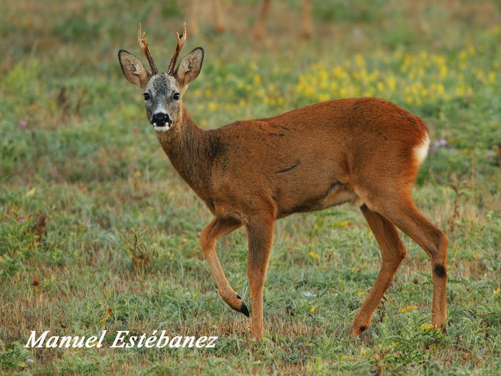Miradas Cantábricas: Corzo (Capreolus capreolus)
