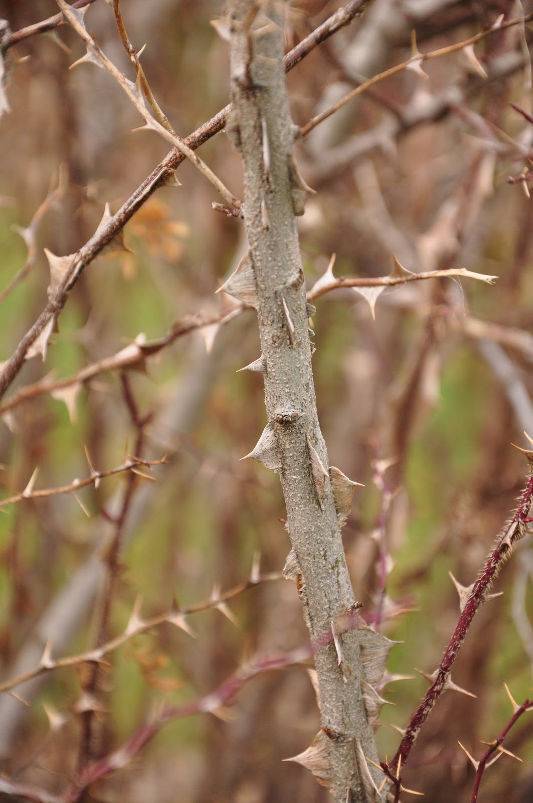 UMD Arboretum and Botanical Garden: Winter Interest in the Landscape