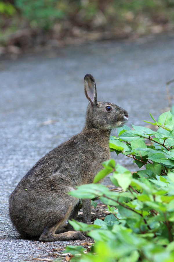 Ayuwat Jearwattanakanok: Japanese Hare
