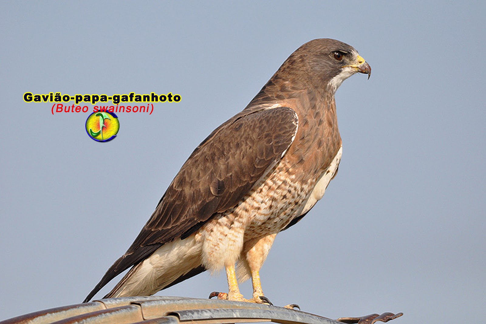 ORNITOLOGIA: Gavião-gafanhoto (Buteo swainsoni)