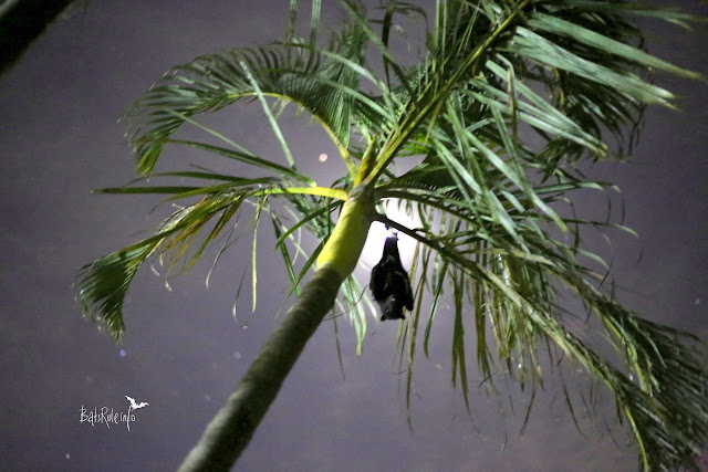 Megabat black male backyard moon Flying-fox Fruit bat