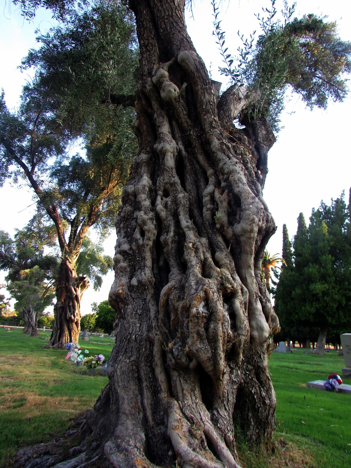 Those Interesting Trees