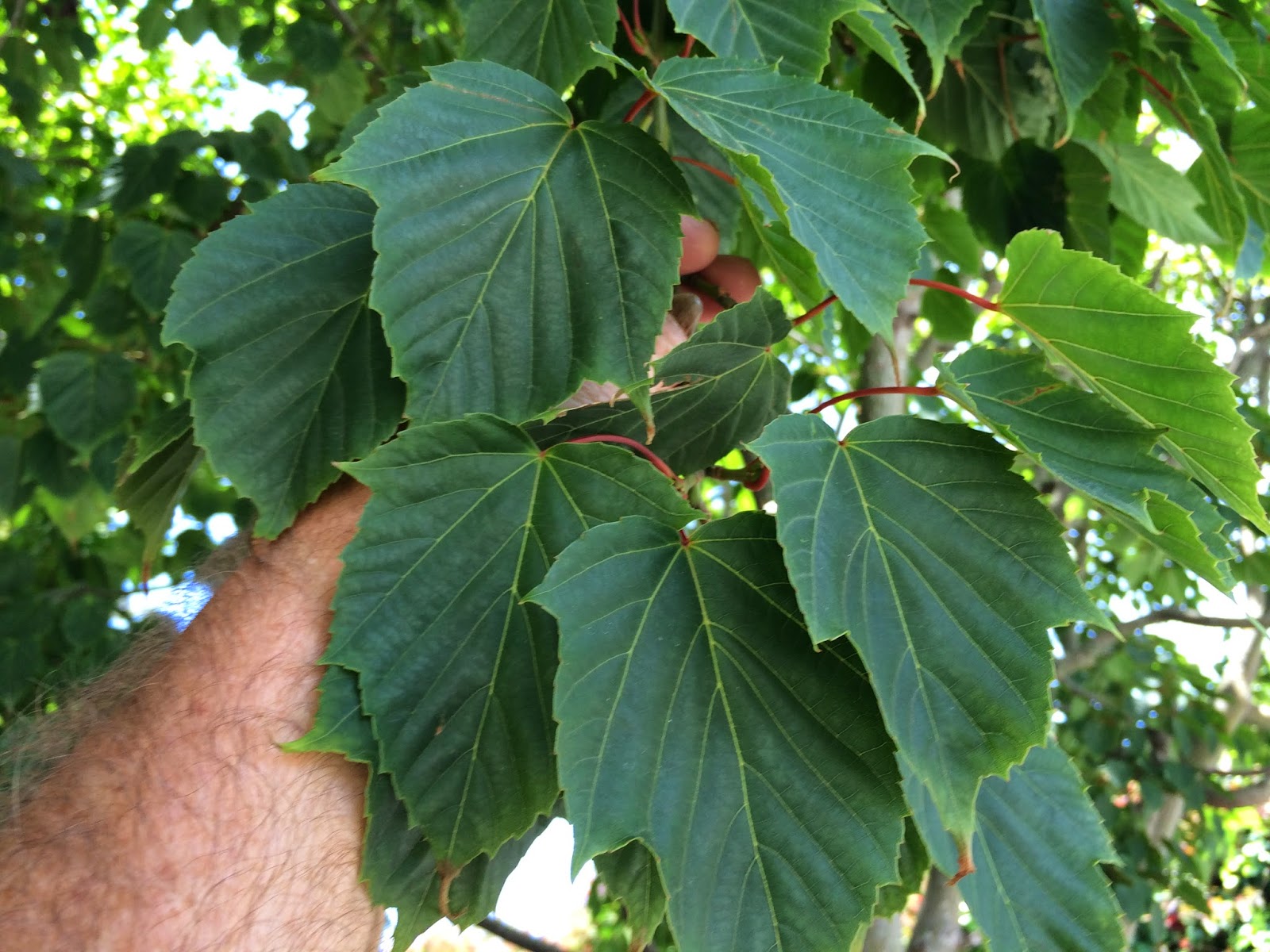 Trees of Santa Cruz County: Acer capillipes - Snake Bark Maple