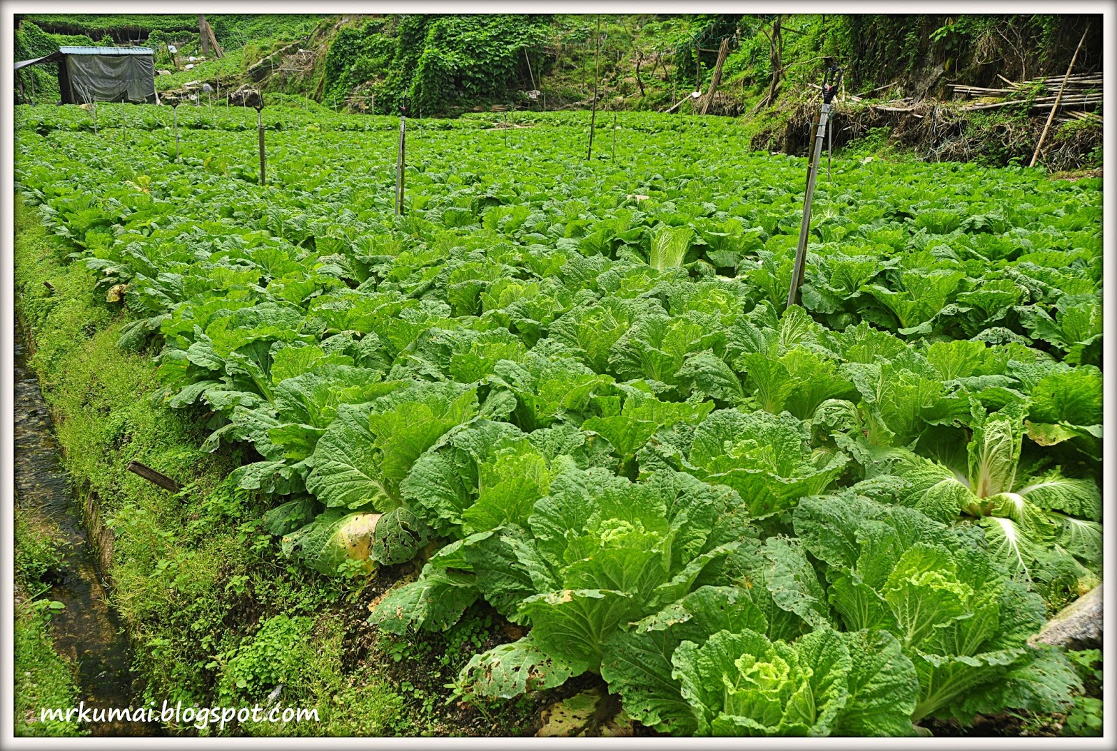 mrkumai.blogspot.com: Kebun Kubis Bunga di Cameron Highlands