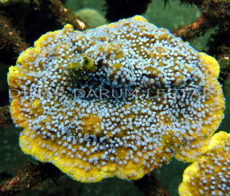 PT. DINAR DARUM LESTARI: Montipora spp