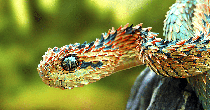 spiny bush viper.