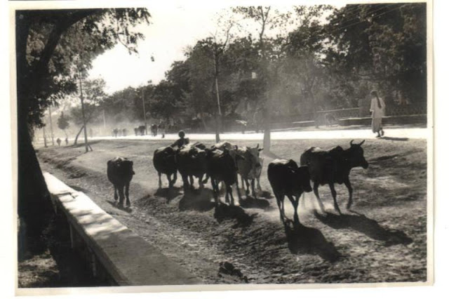 Cattle going through Street Side - Ambala Haryana India 1945 - Old ...