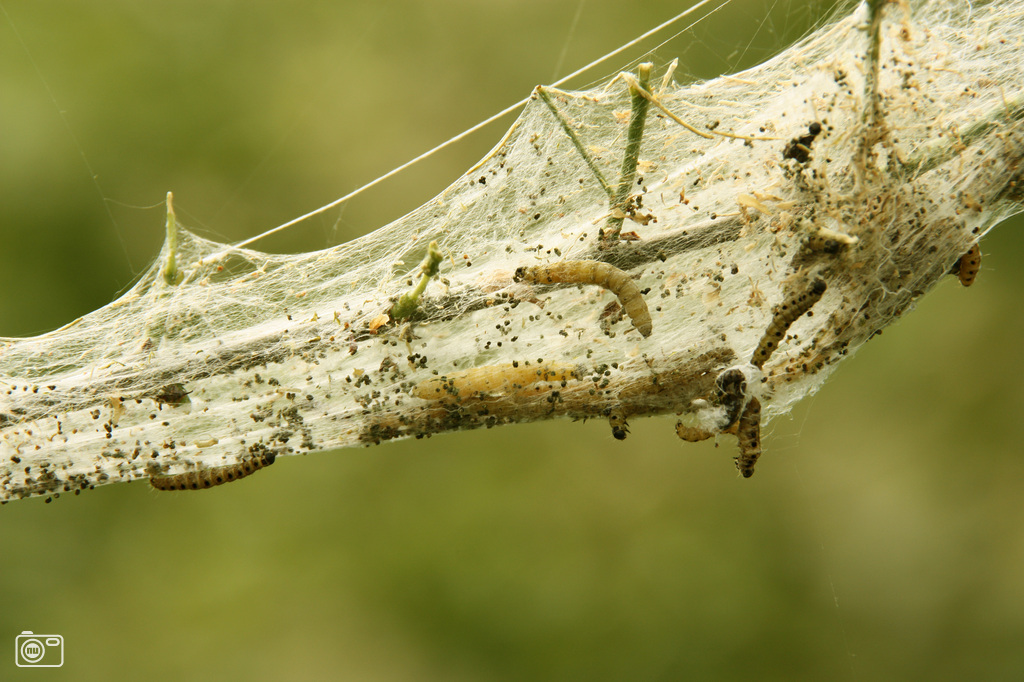 Workshops 'Natuur in de kinderopvang': Van rups tot mooie vlinder