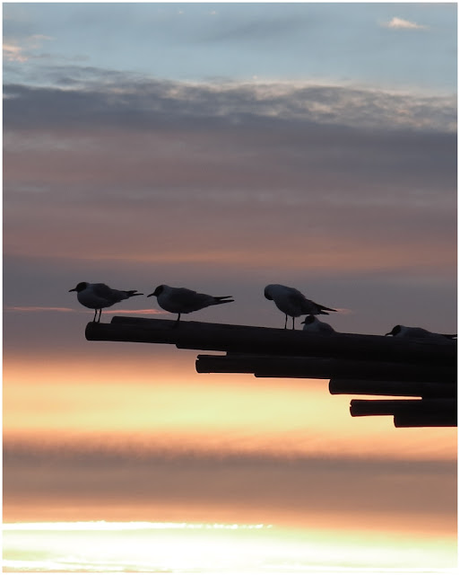 Sunnuntai-illan lintukuvat