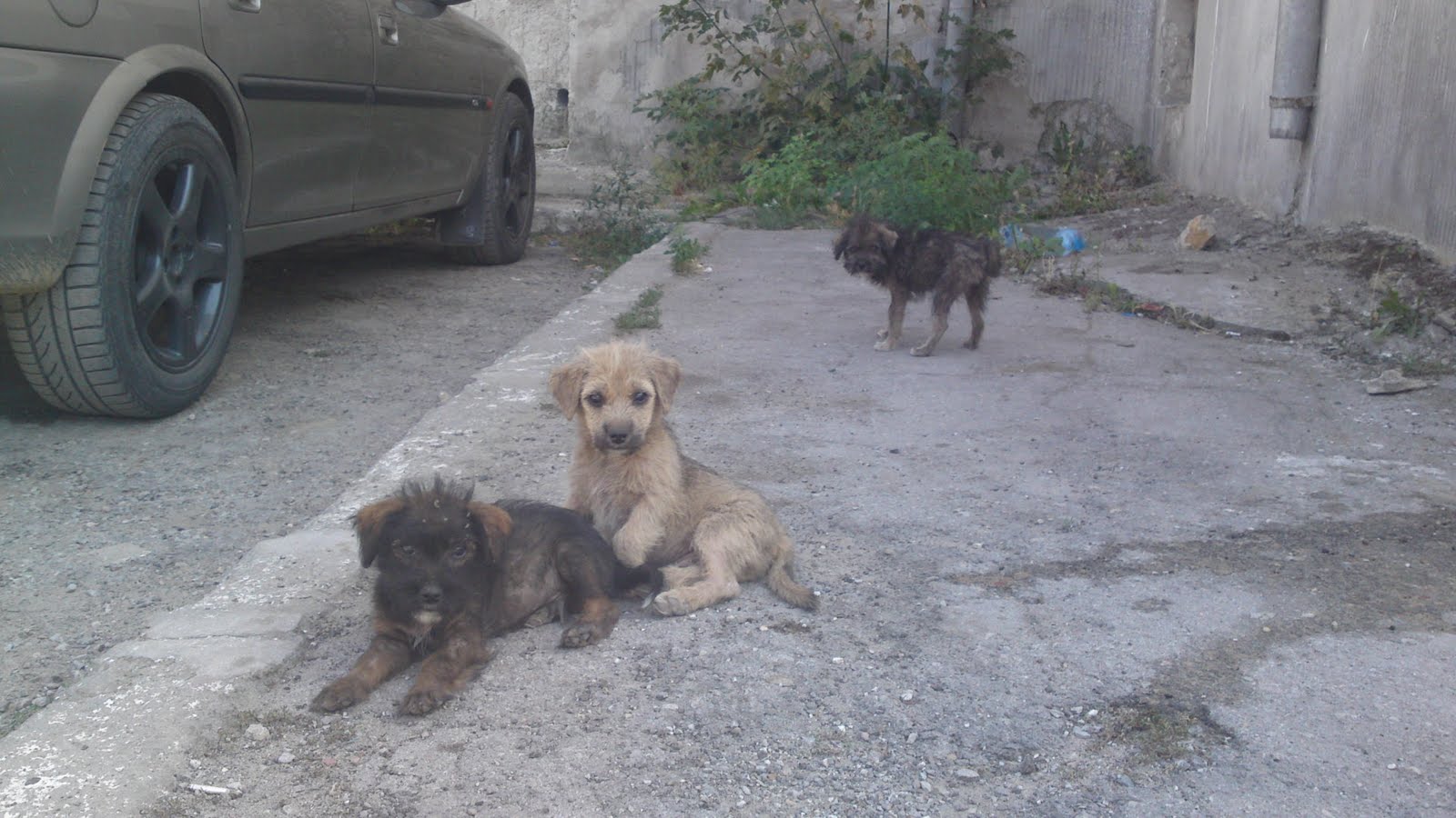 adinelolariu.blogspot.com: Vrea cineva sa adopte cei mai urati 3 catei ...